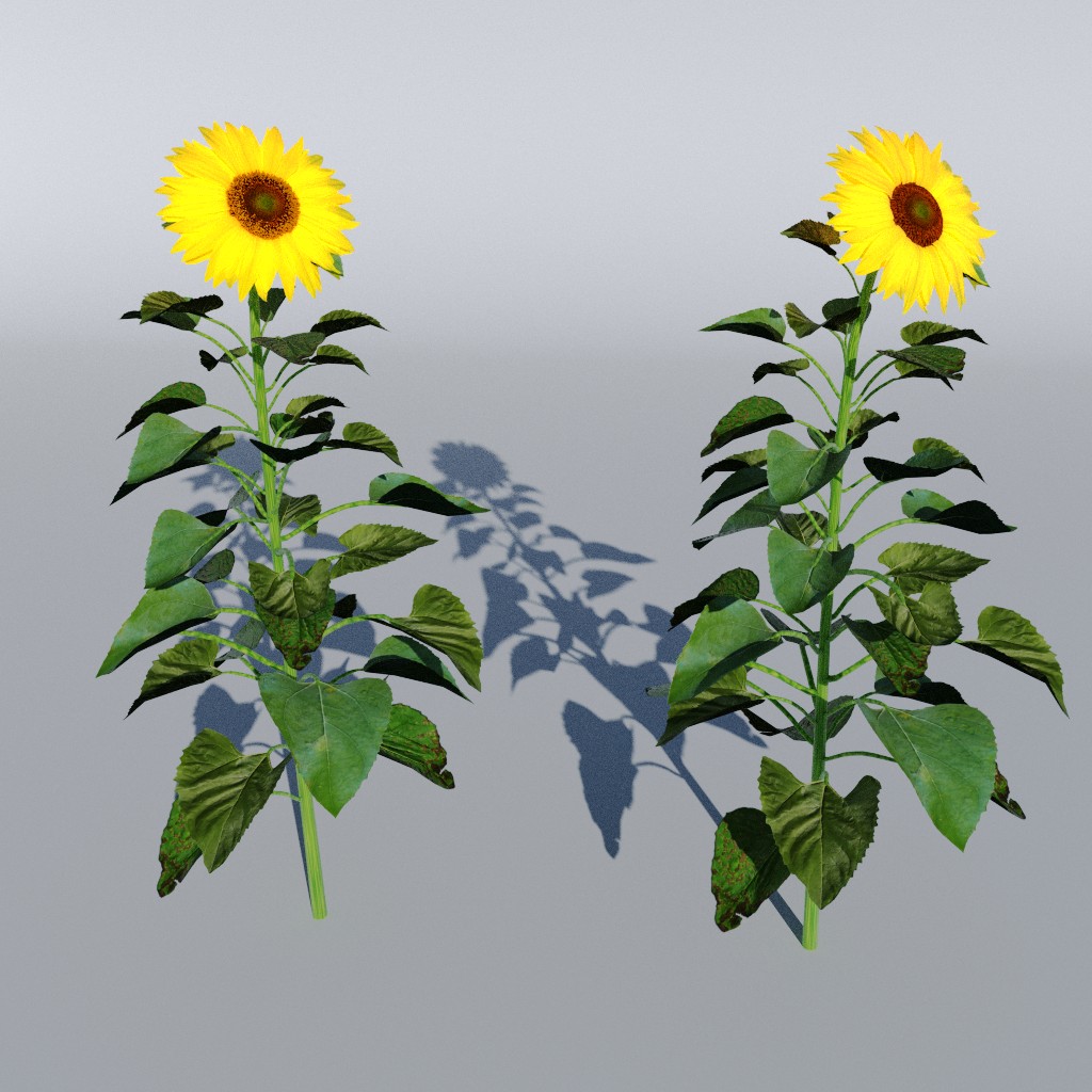 Sunflower Free Model | Best Flower Site