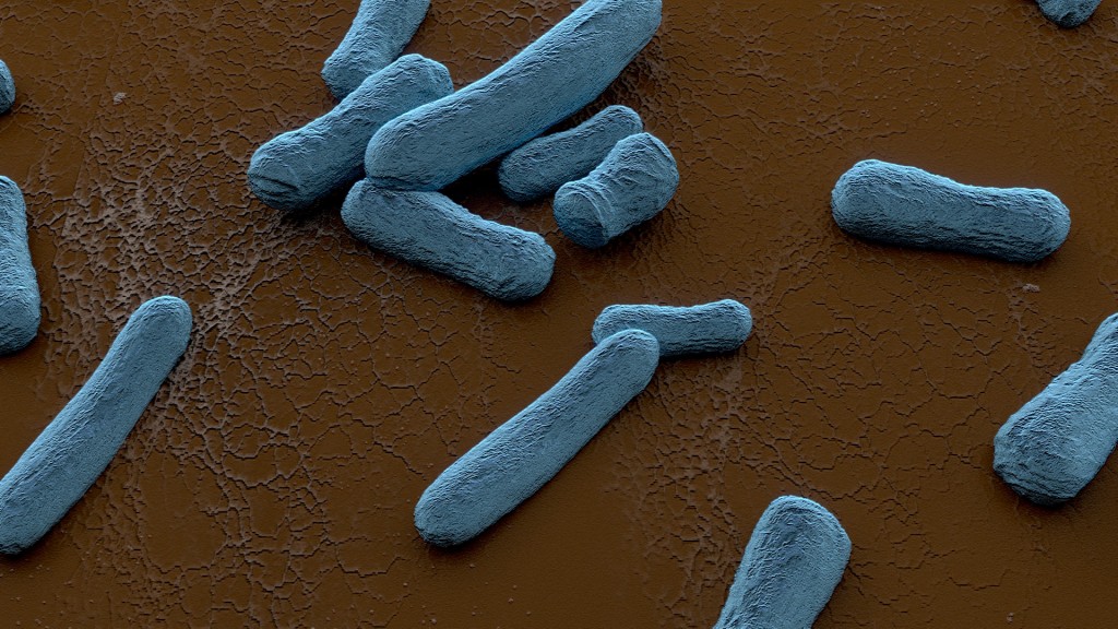 Scanning Electron Microscope Images Bacteria