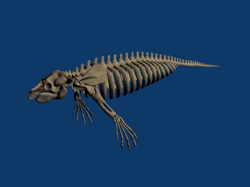 Manatee Skeleton